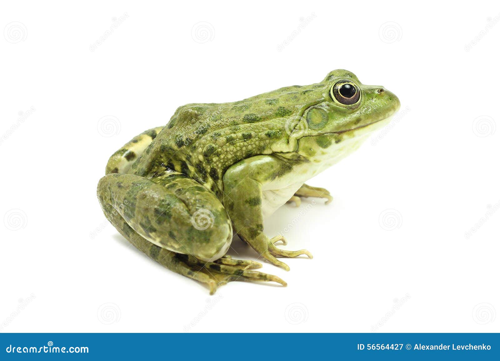 Large green marsh frog stock image. Image of view, fauna - 56564427