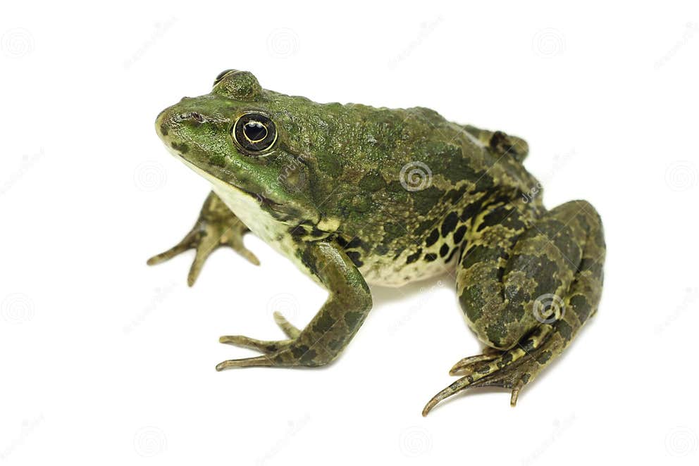 Large green marsh frog stock photo. Image of world, spotted - 57142294