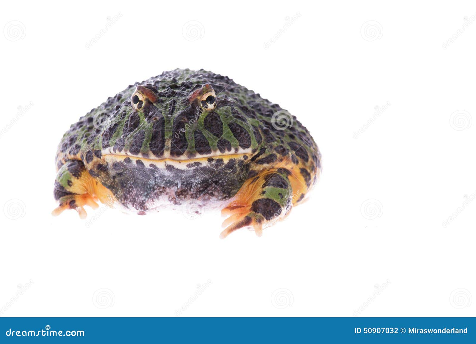 Large green pac man frog stock photo. Image of frog, animal - 50907032