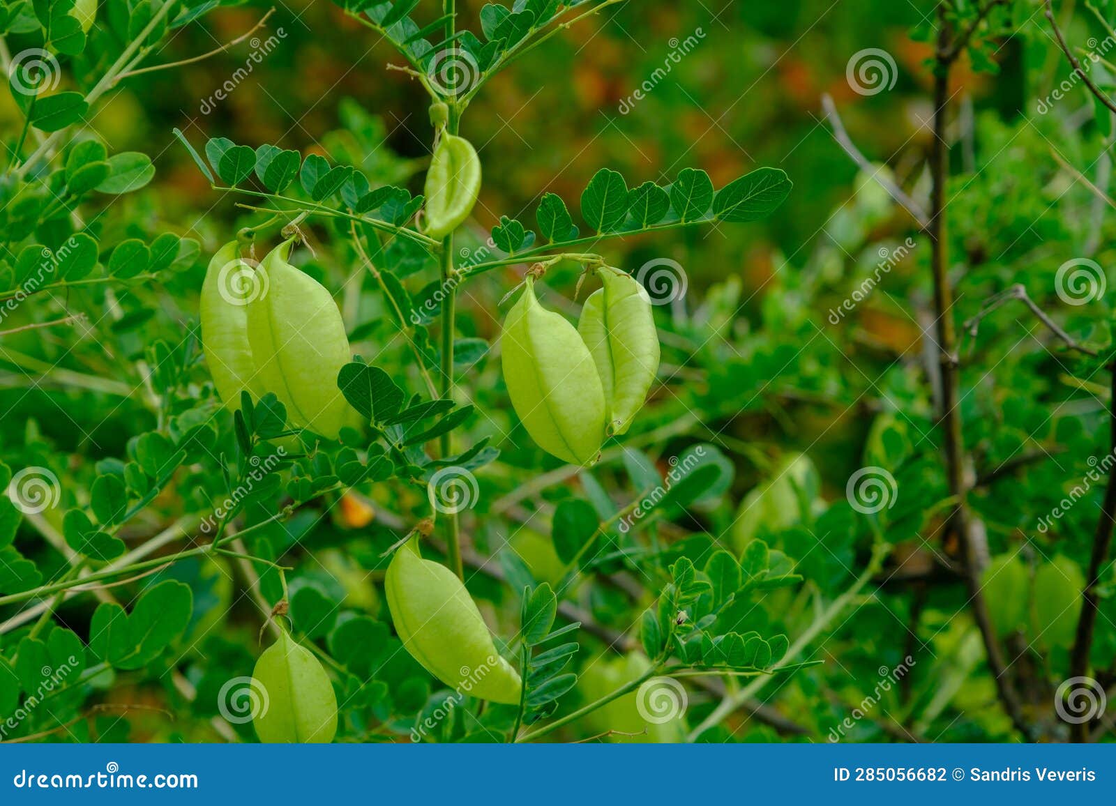 Large Green Pods Supported by Wire Netting. Stock Photo - Image of pods ...