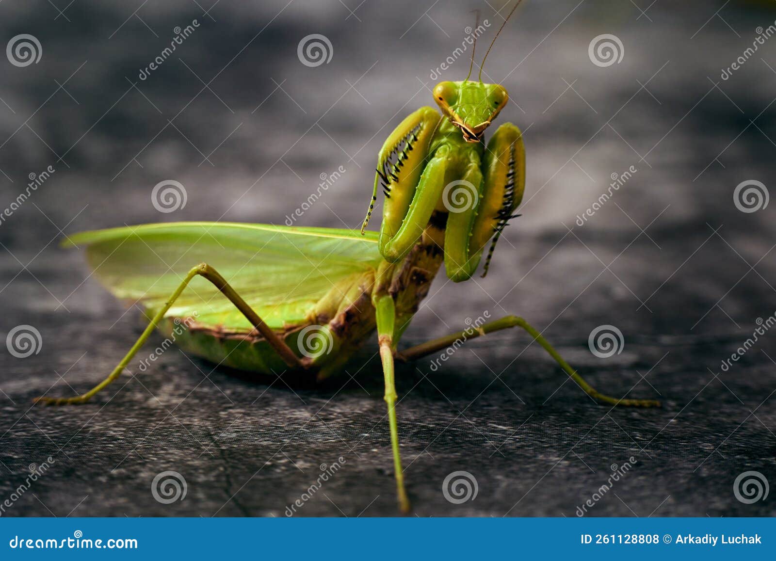 Large Green Praying Mantis Attacking Stance on a Dark Background Stock ...