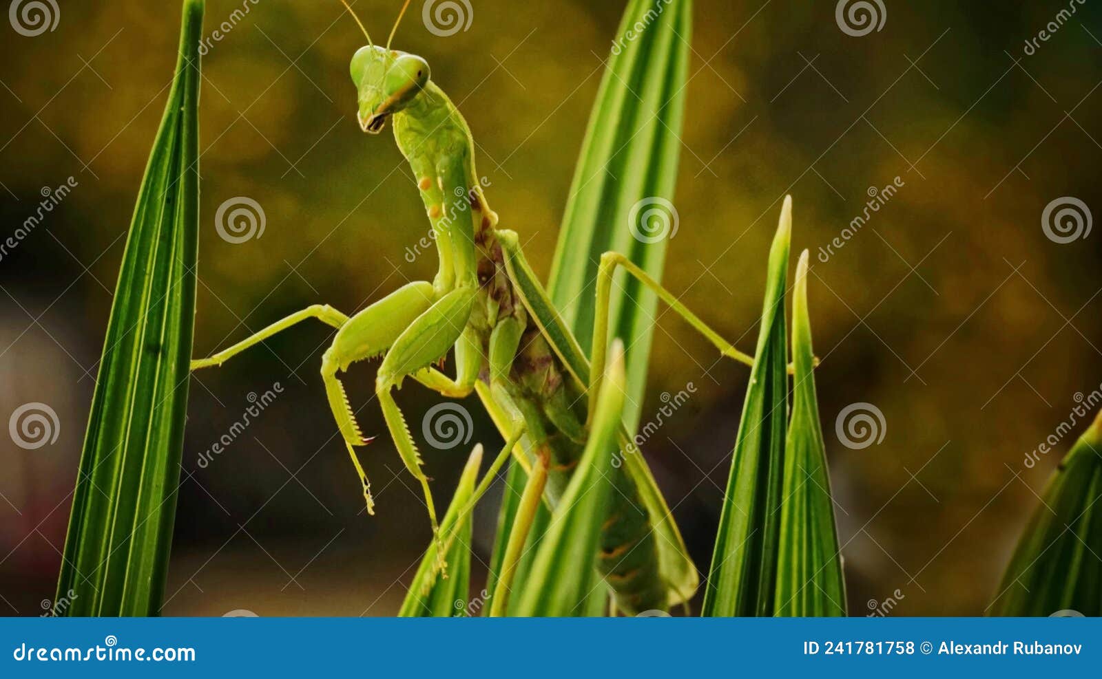Large Green Praying Mantis 7 Cm Stock Photo - Image of crawl, claw ...