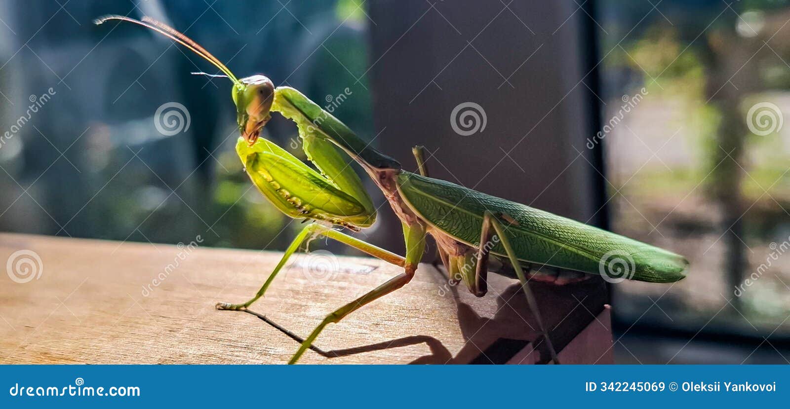 Large Green Praying Mantis. Stock Image - Image of praying, jaws: 342245069