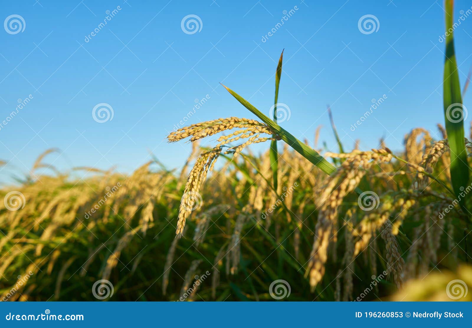 A Large Green Rice Field with Green Rice Plants in Rows in Valencia ...