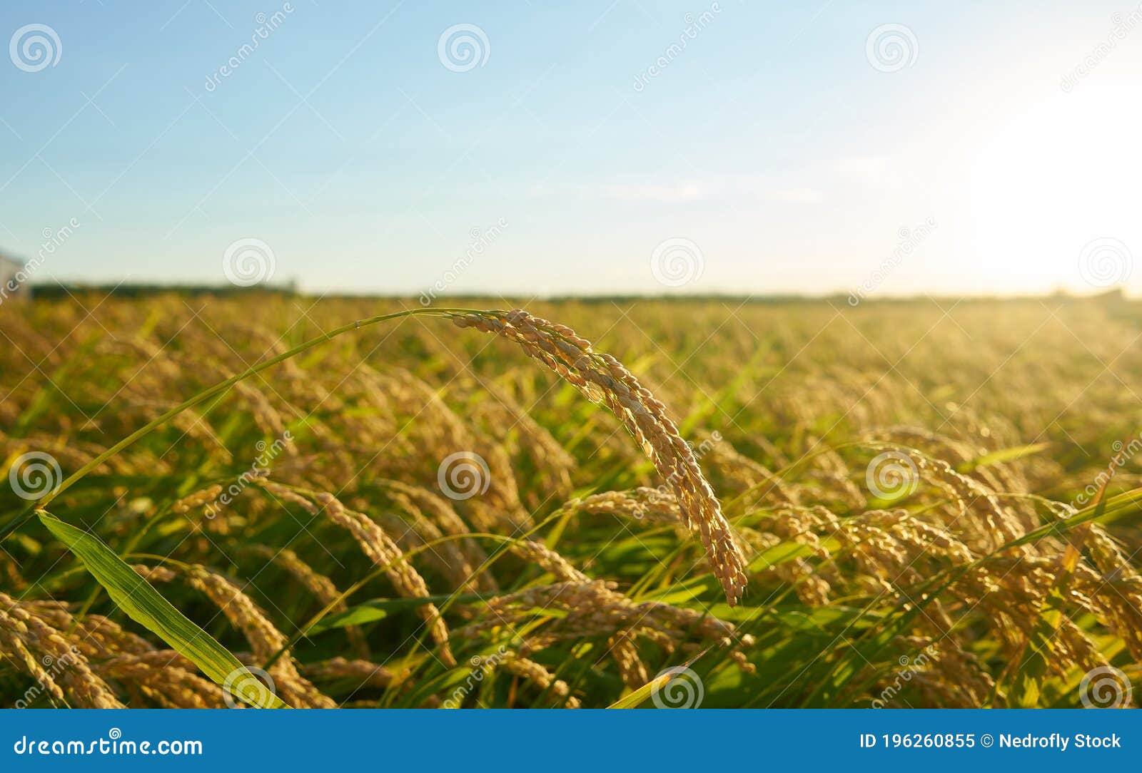 A Large Green Rice Field with Green Rice Plants in Rows in Valencia ...