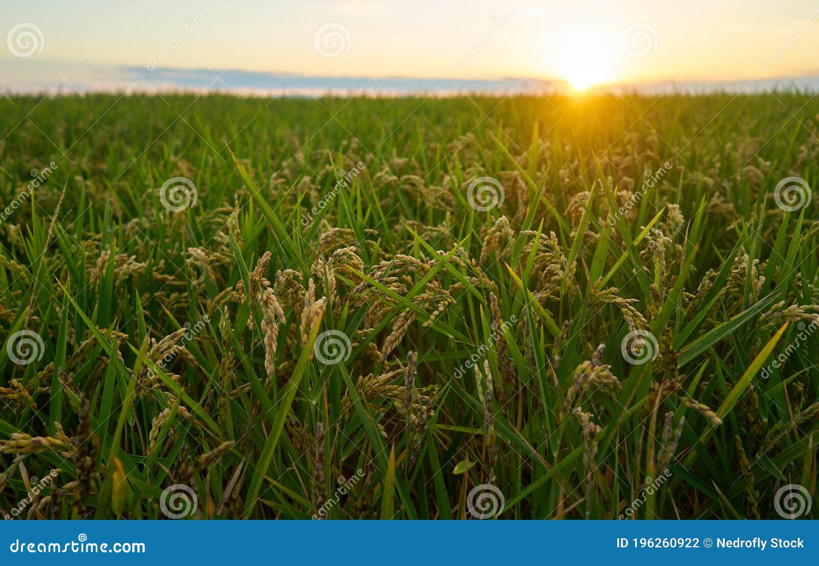 A Large Green Rice Field with Green Rice Plants in Rows in Valencia ...