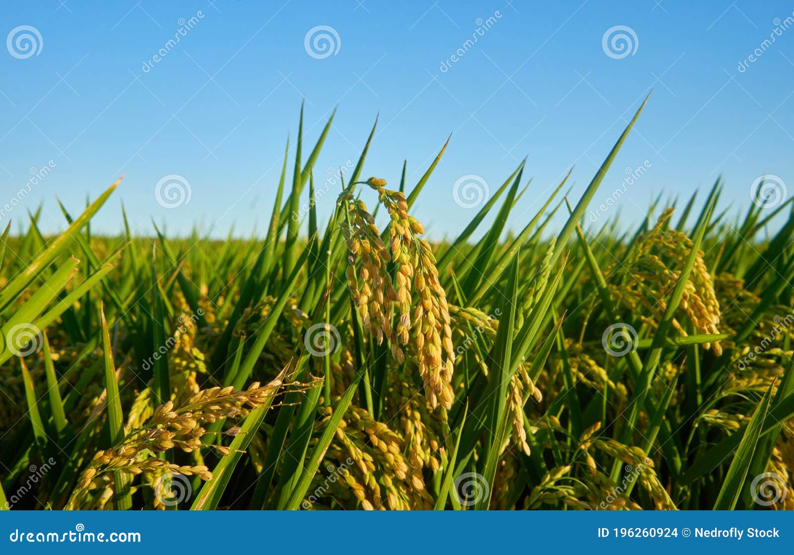 A Large Green Rice Field with Green Rice Plants in Rows in Valencia ...
