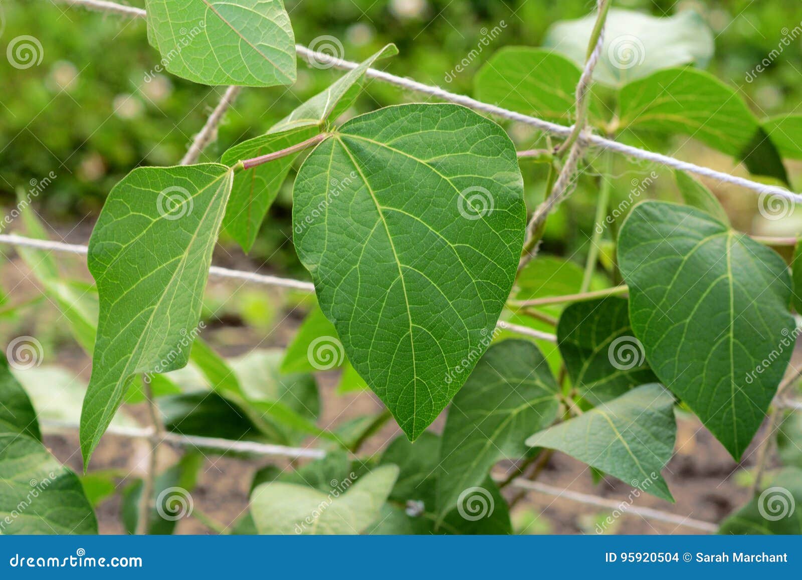 Large Green Runner Bean Vine Leaves Stock Photo - Image of plant ...