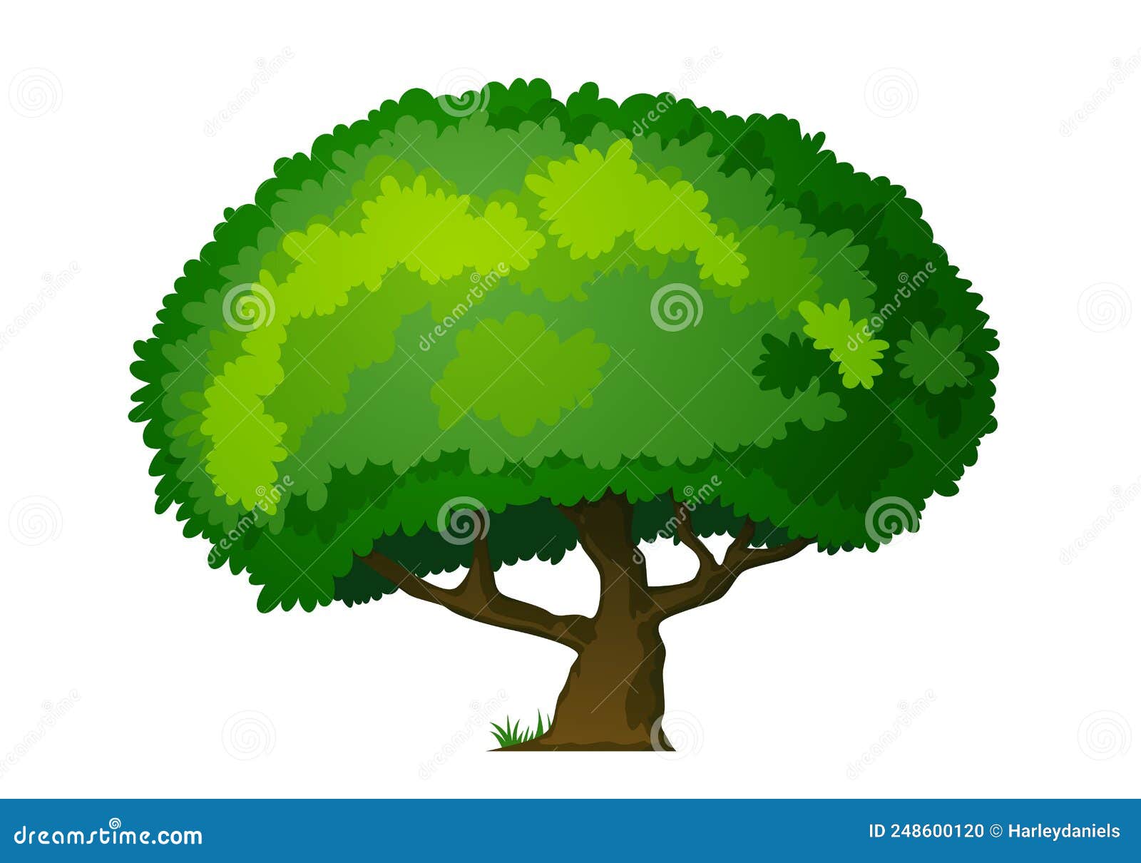 Large Green Spreading Deciduous Tree Stock Vector - Illustration of ...