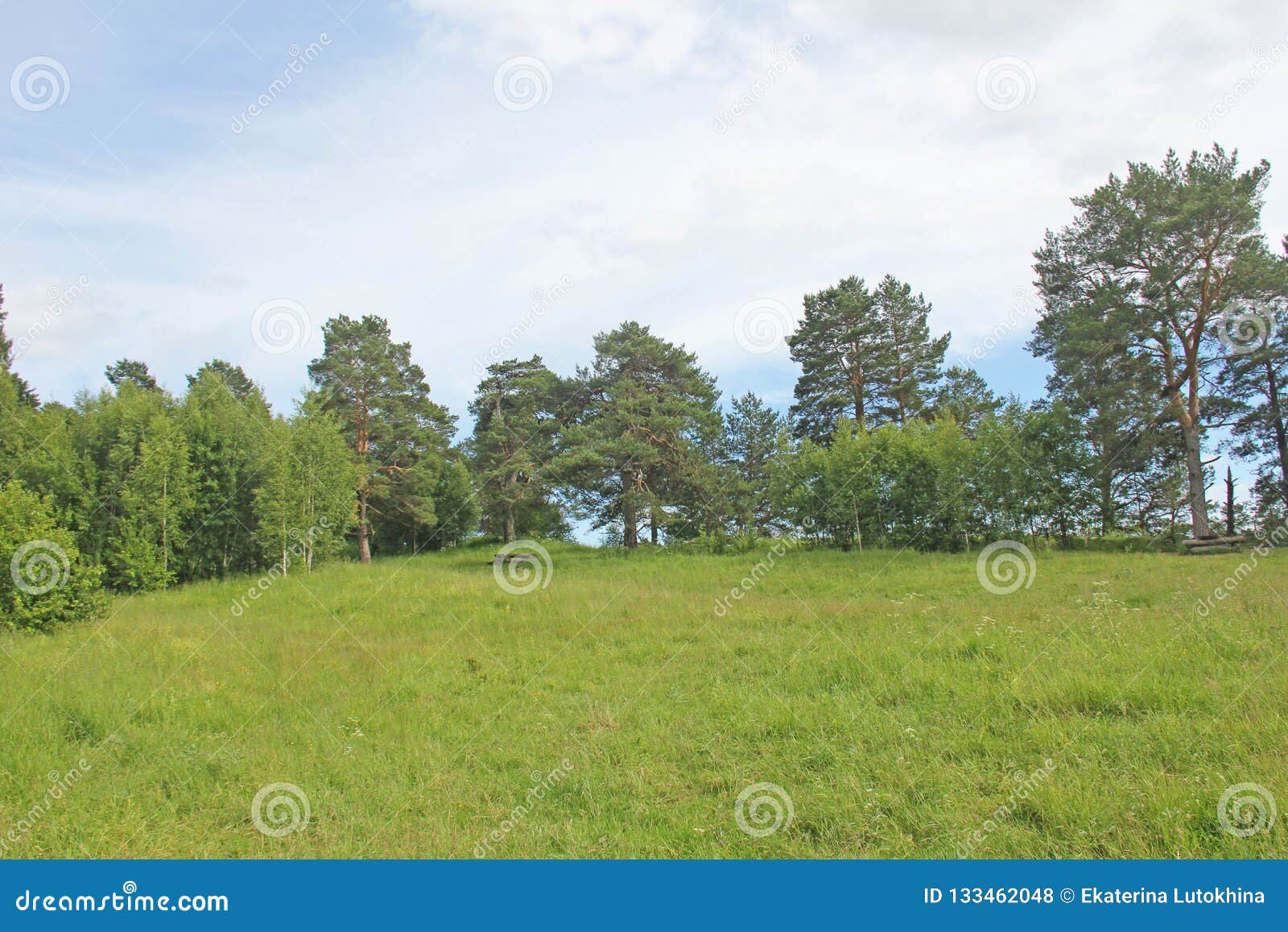 A Large Green Summer Field and Tall Pine Trees. Russia Stock Photo ...