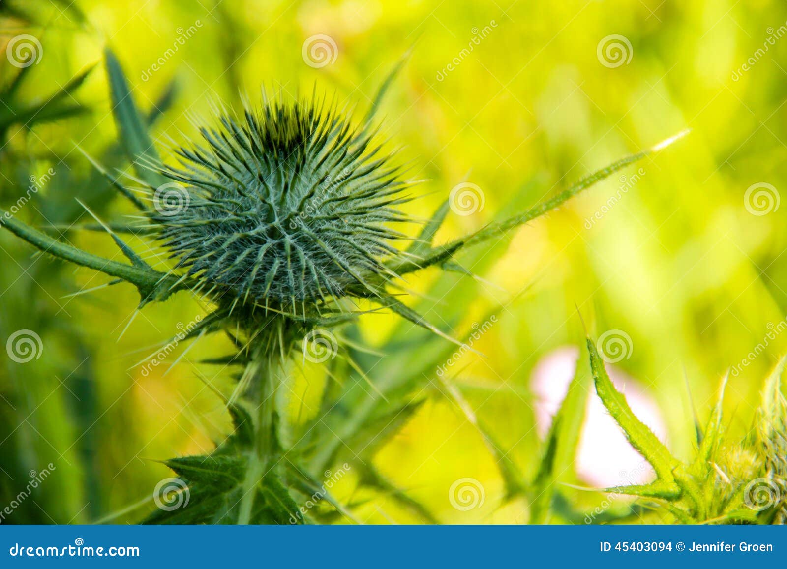 Large Green Thistle Plant stock photo. Image of large - 45403094