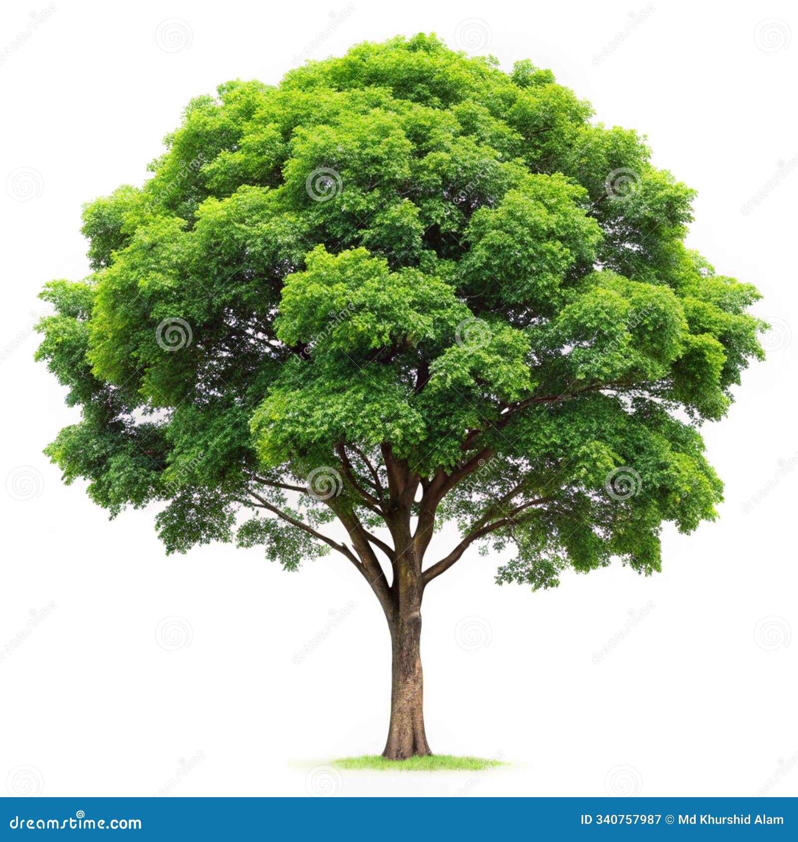 Large Green Tree with Dense Foliage and Strong Branches, Standing Tall ...