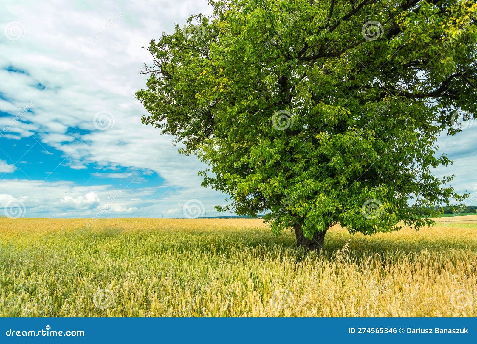 A Large Green Tree Growing in a Grain Field and White Clouds in the Sky ...