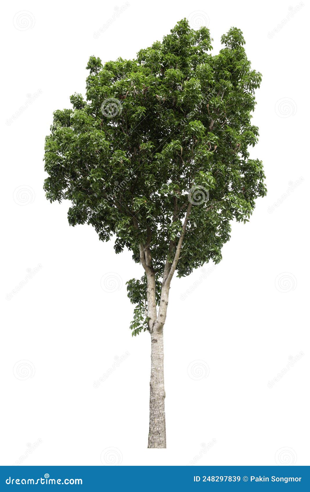 Large Green Tree is Isolated on a White Background. Clipping Path Stock ...