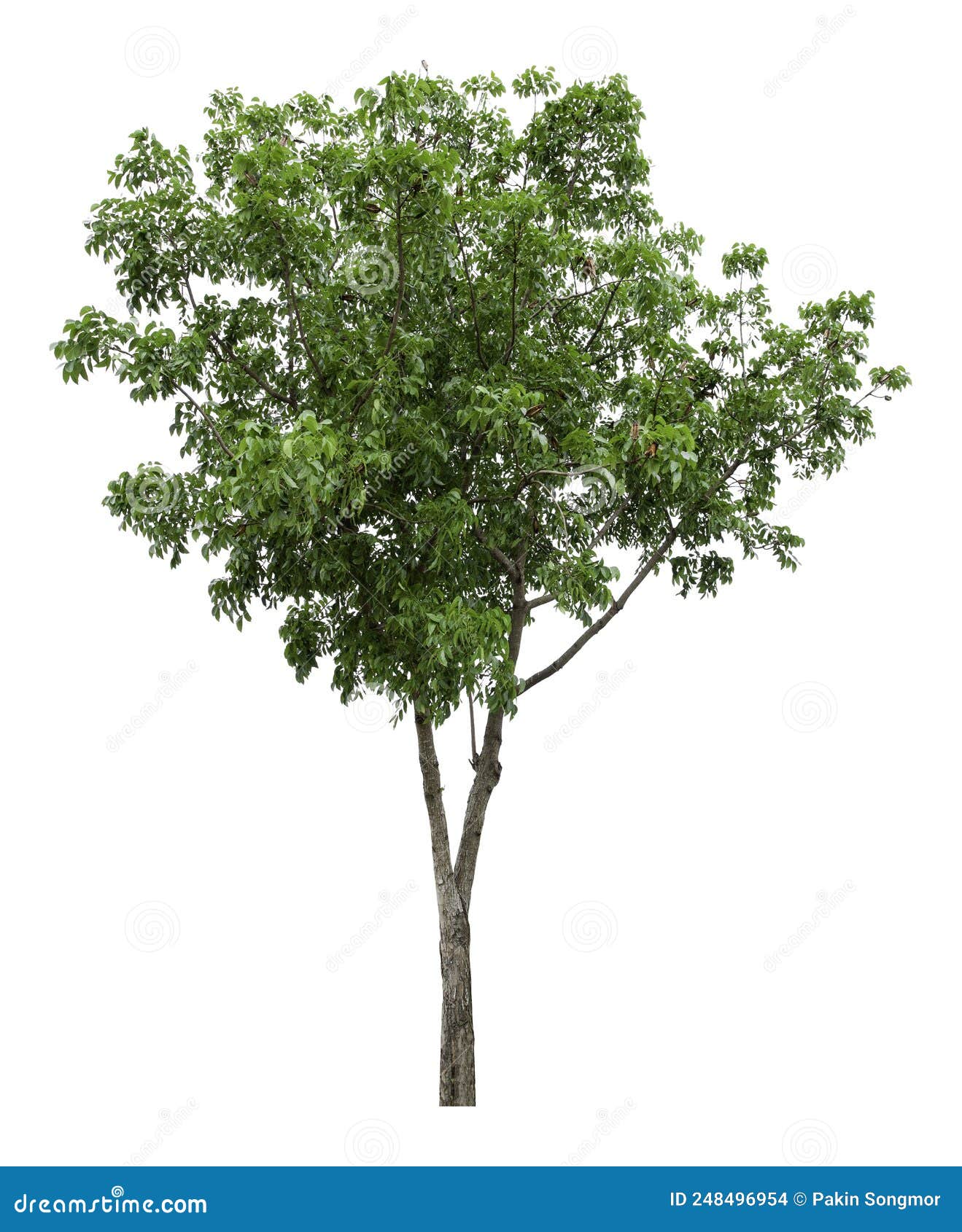 Large Green Tree is Isolated on a White Background. Clipping Path Stock ...