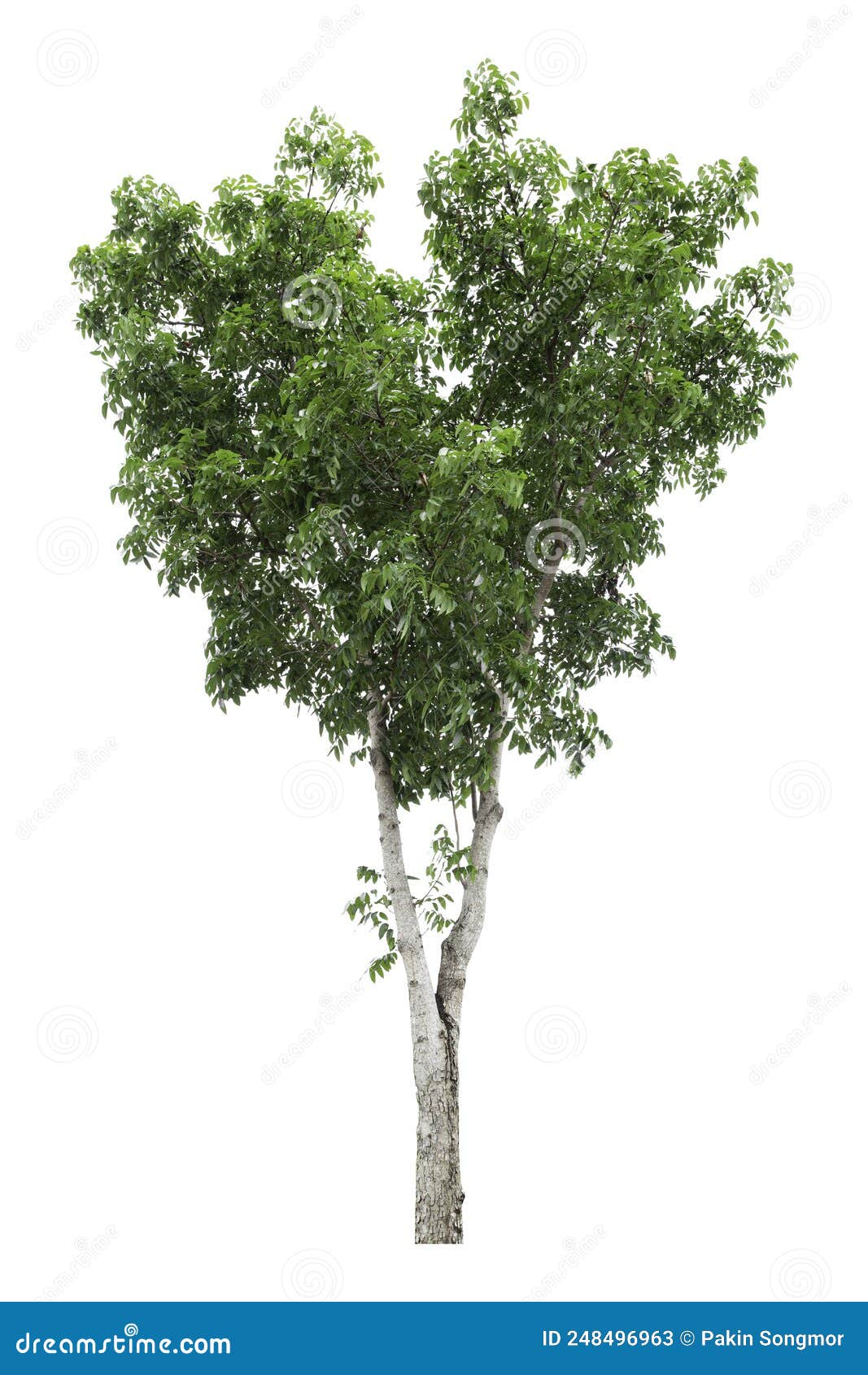 Large Green Tree is Isolated on a White Background. Clipping Path Stock ...