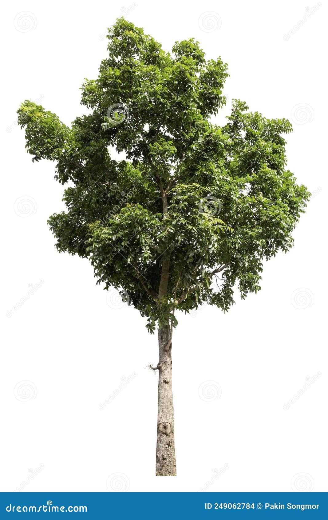 Large Green Tree is Isolated on a White Background. Clipping Path Stock ...