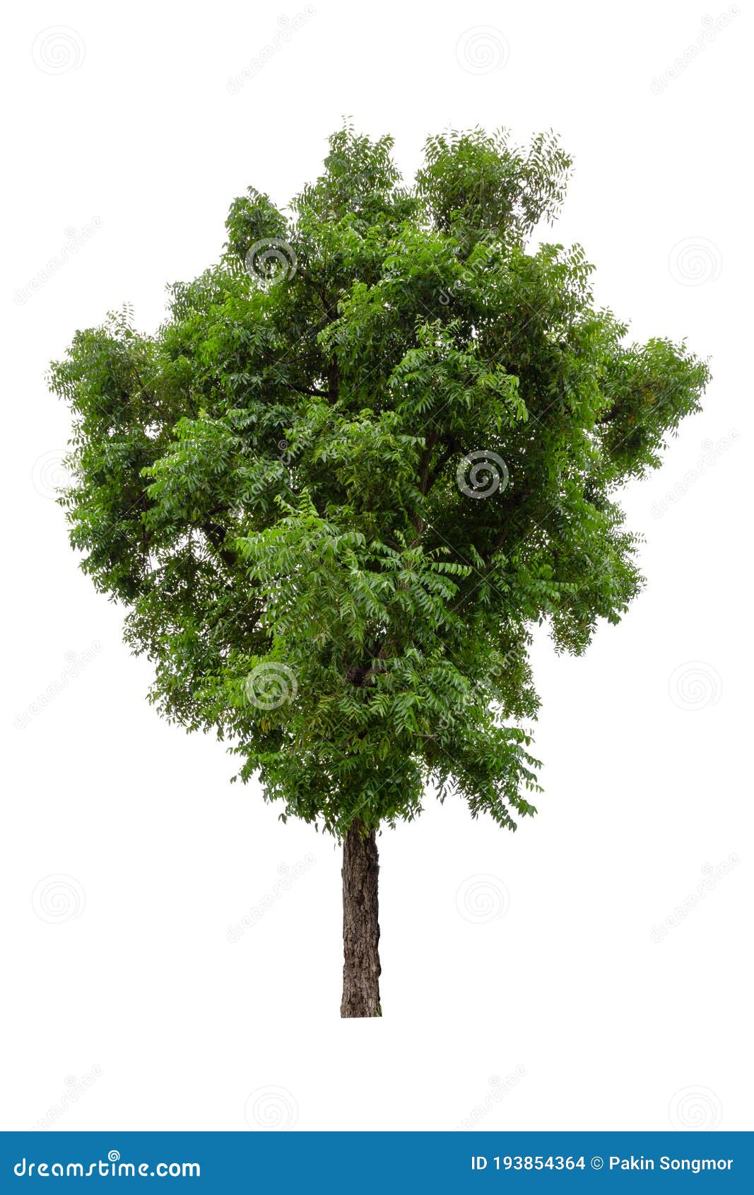 Large Green Tree Neem Tree Isolated on White Background Stock Photo ...