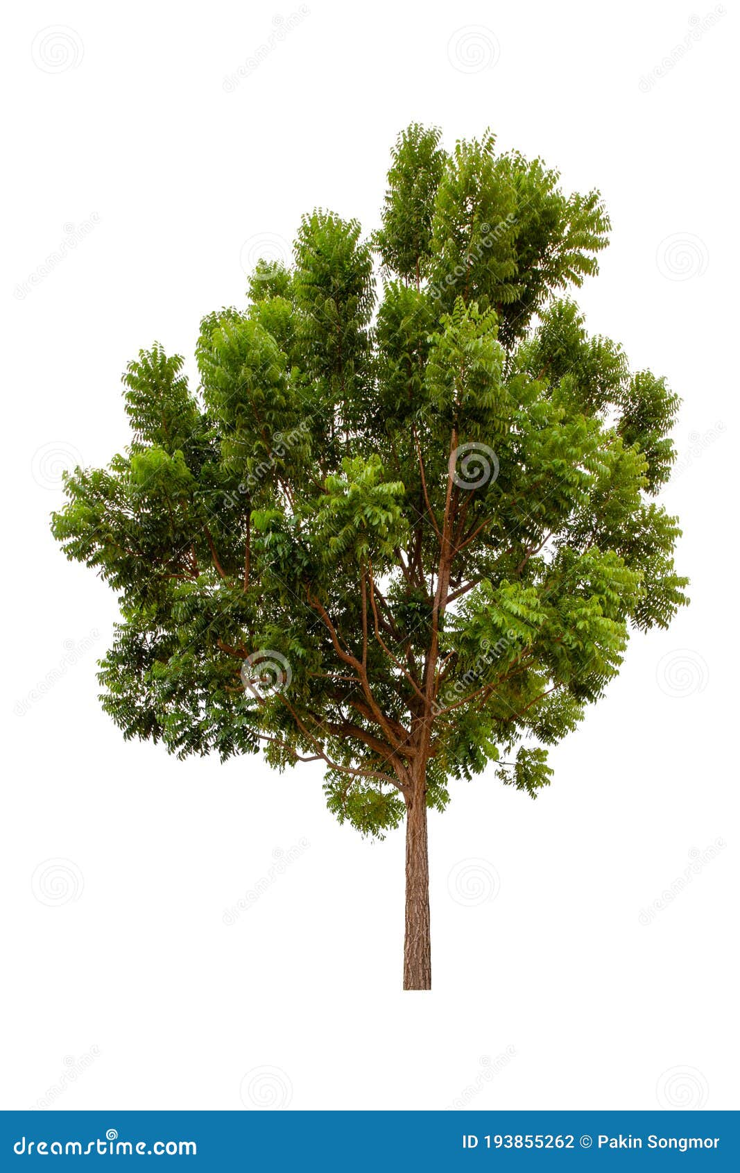 Large Green Tree Neem Tree Isolated on White Background Stock Photo ...