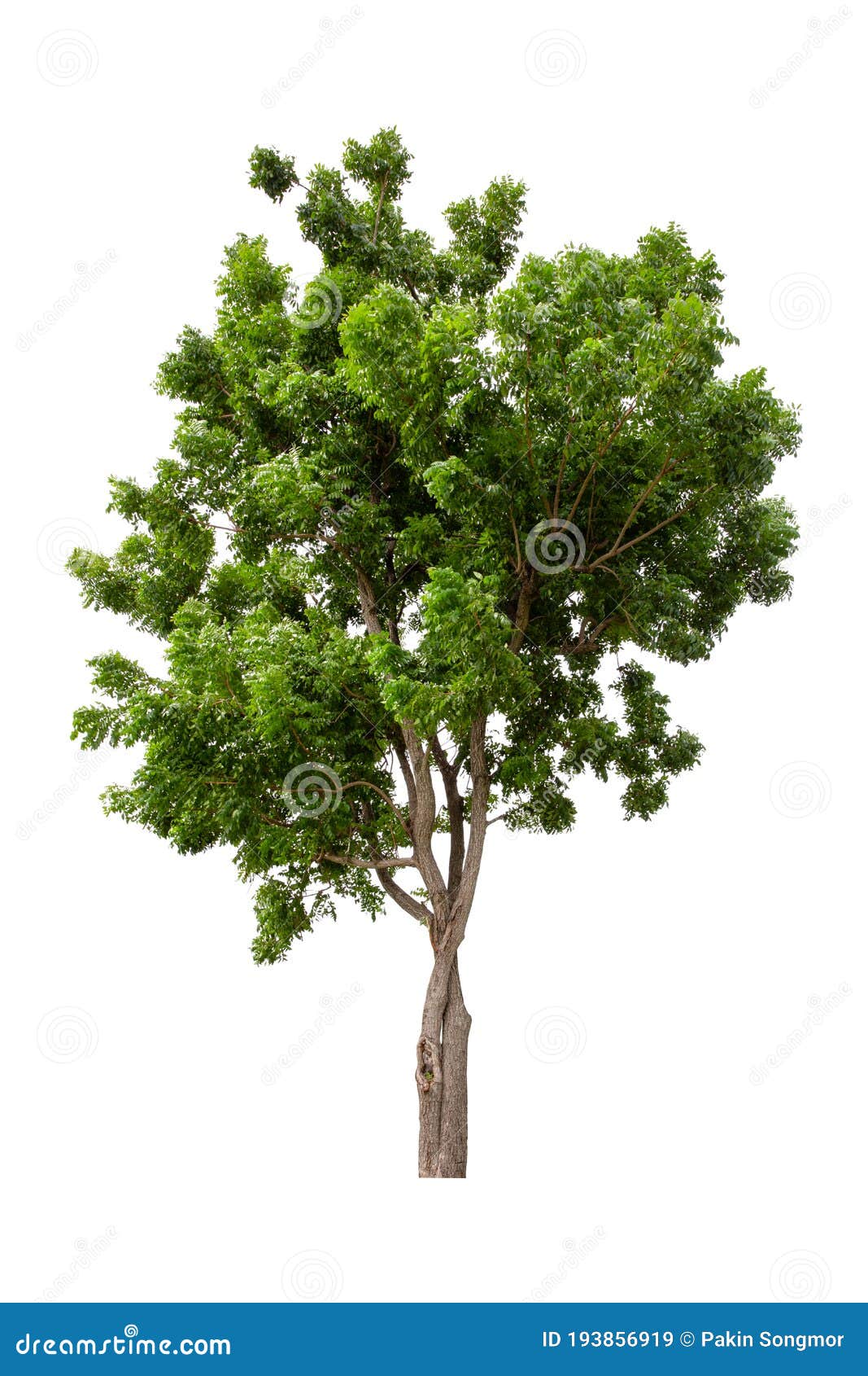 Large Green Tree Neem Tree Isolated on White Background Stock Image ...