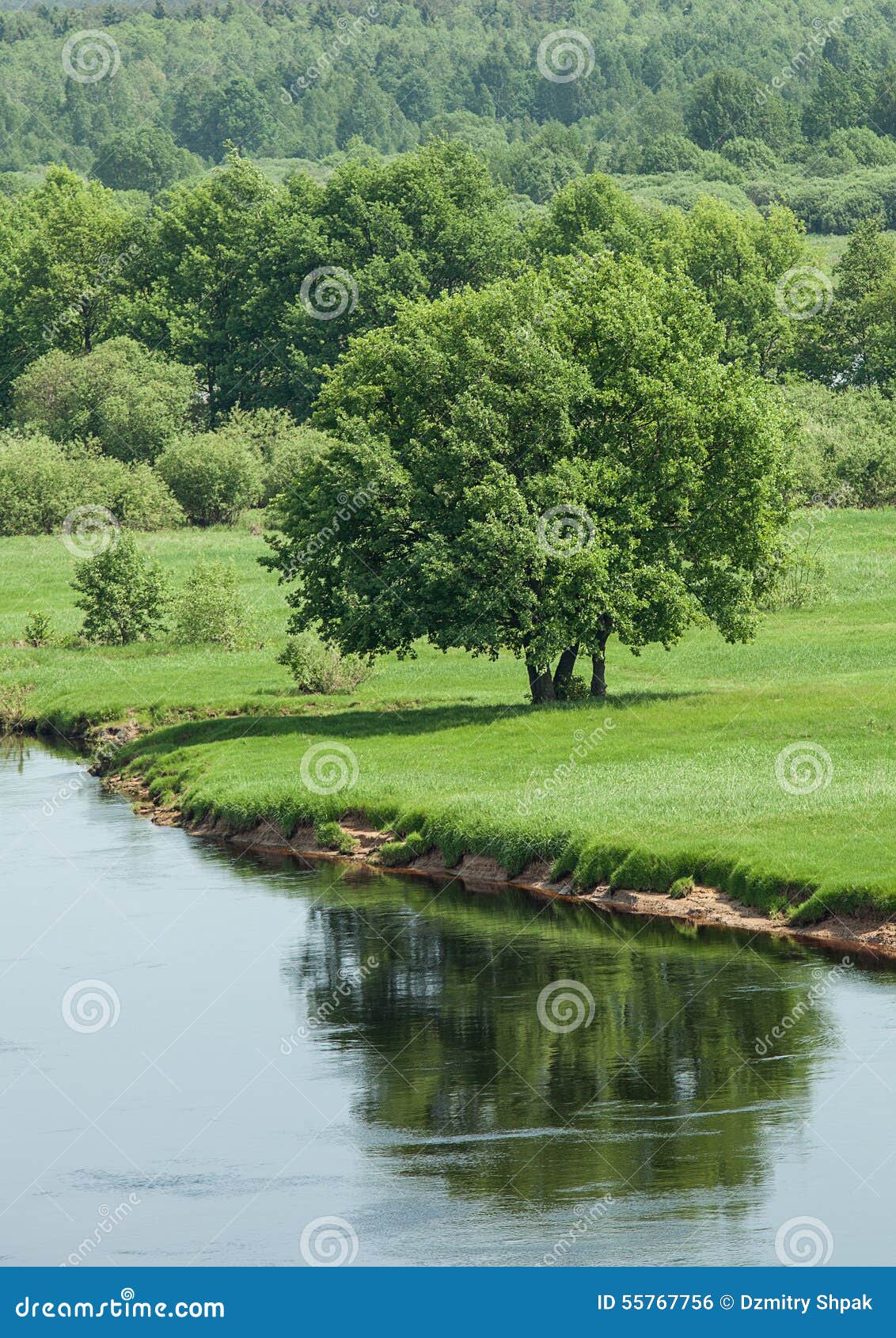 Large Green Tree on the Riverbank Stock Photo - Image of bright, beech ...