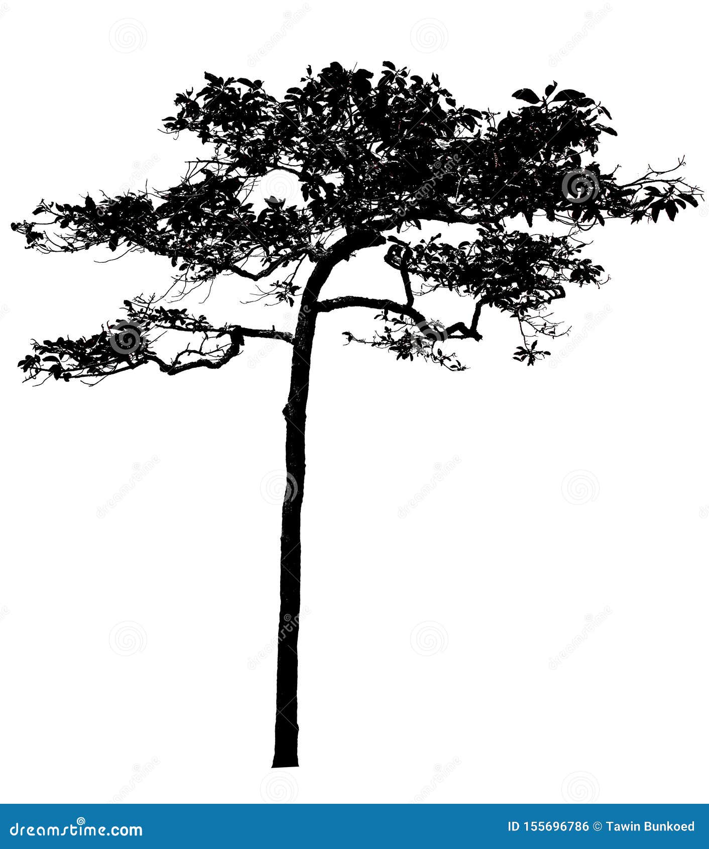 Black Shadows, Large Trees that are Completely Isolated on a White ...