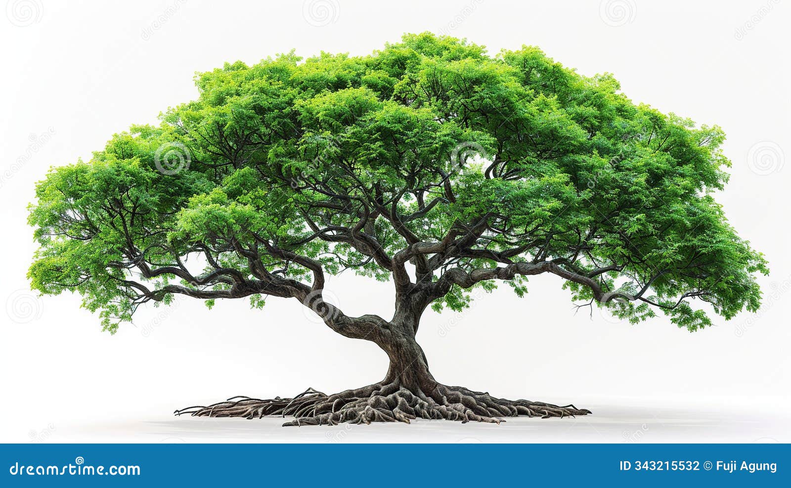 A Large, Green Tree with Sprawling Branches and Exposed Roots, Isolated ...