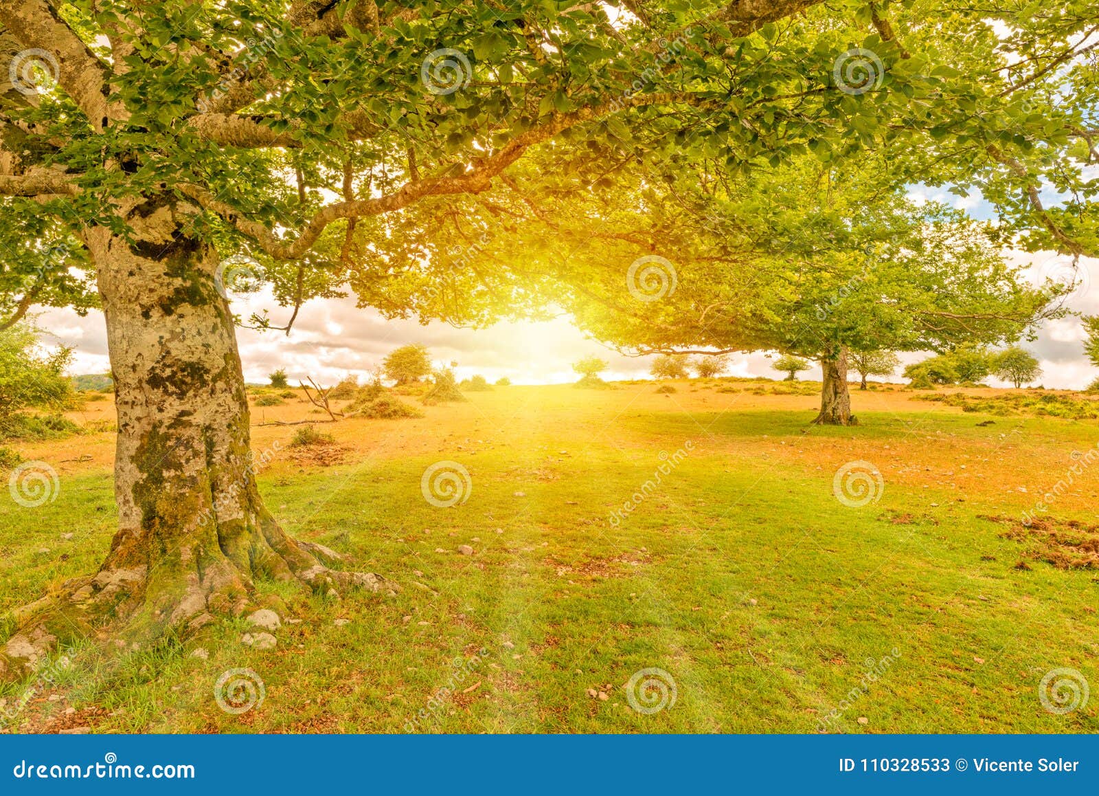 A Large Green Tree and Sunlight in the Background Stock Image - Image ...