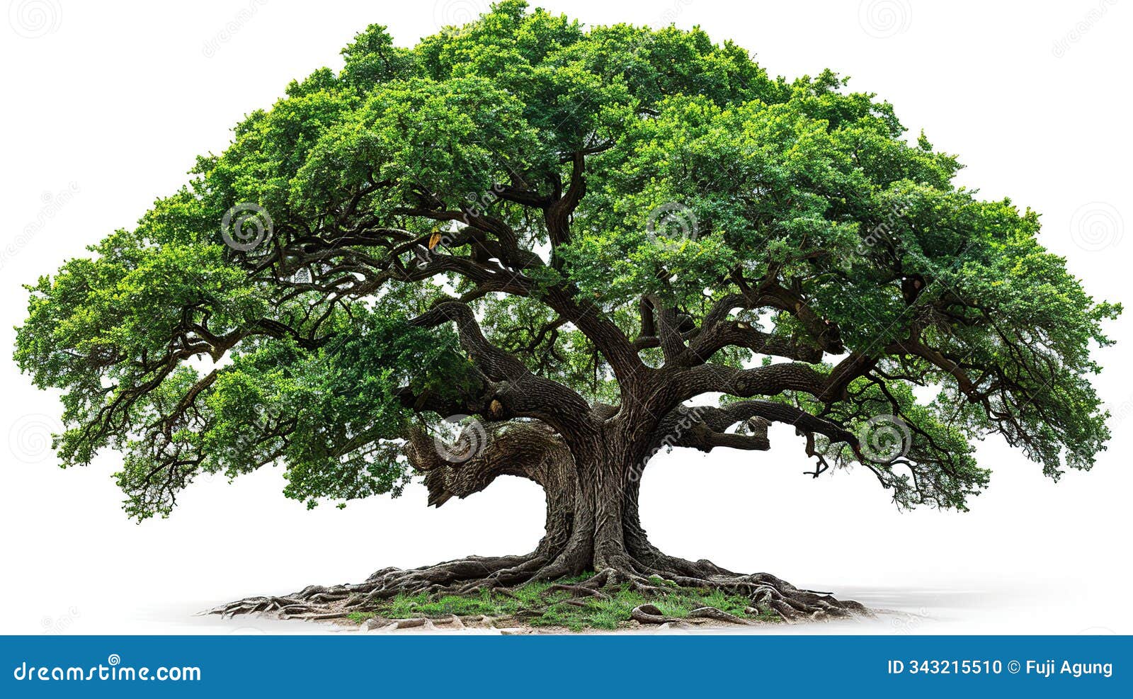 A Large, Green Tree with Thick Branches and Roots, Isolated on a White ...