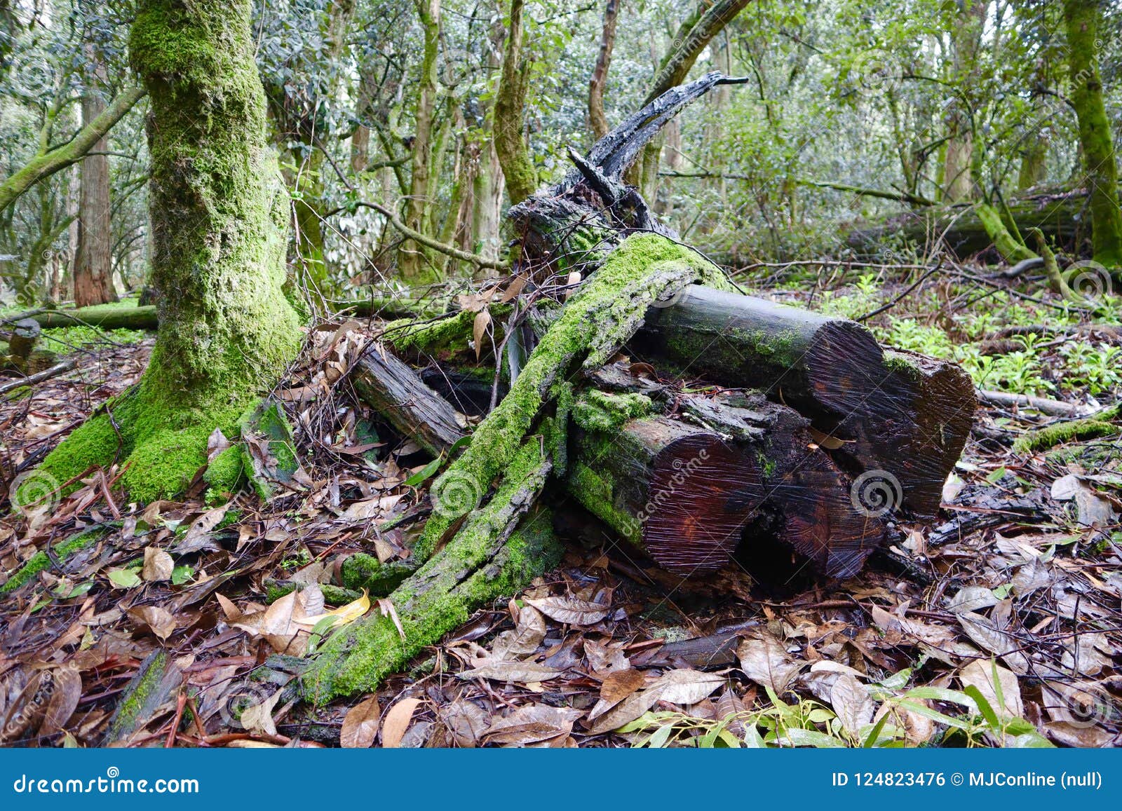 Large Fallen Tree Trunks Covered by Moss in Forest Stock Photo - Image ...