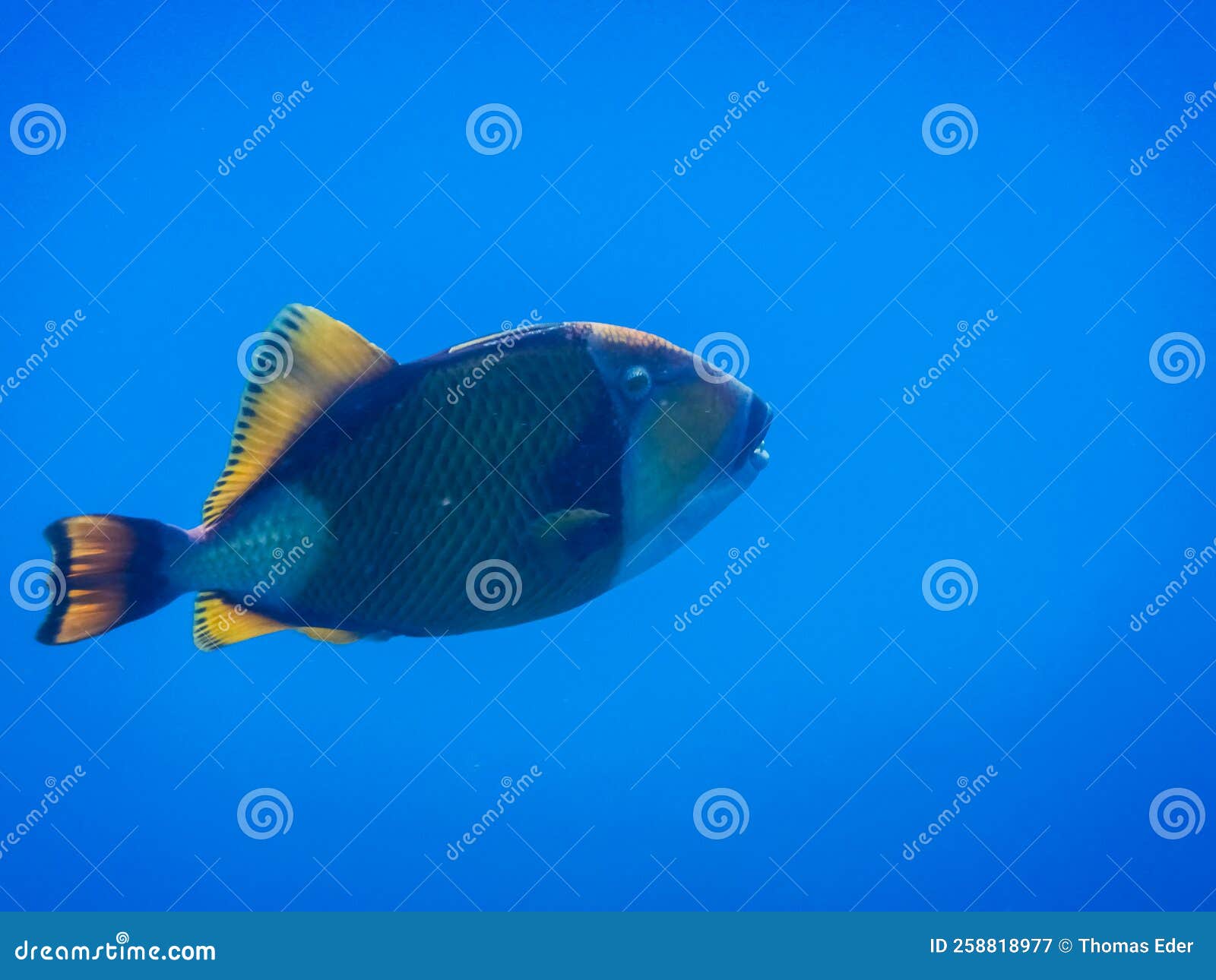 Large Green Triggerfish in Deep Blue Water during Diving Stock Image ...