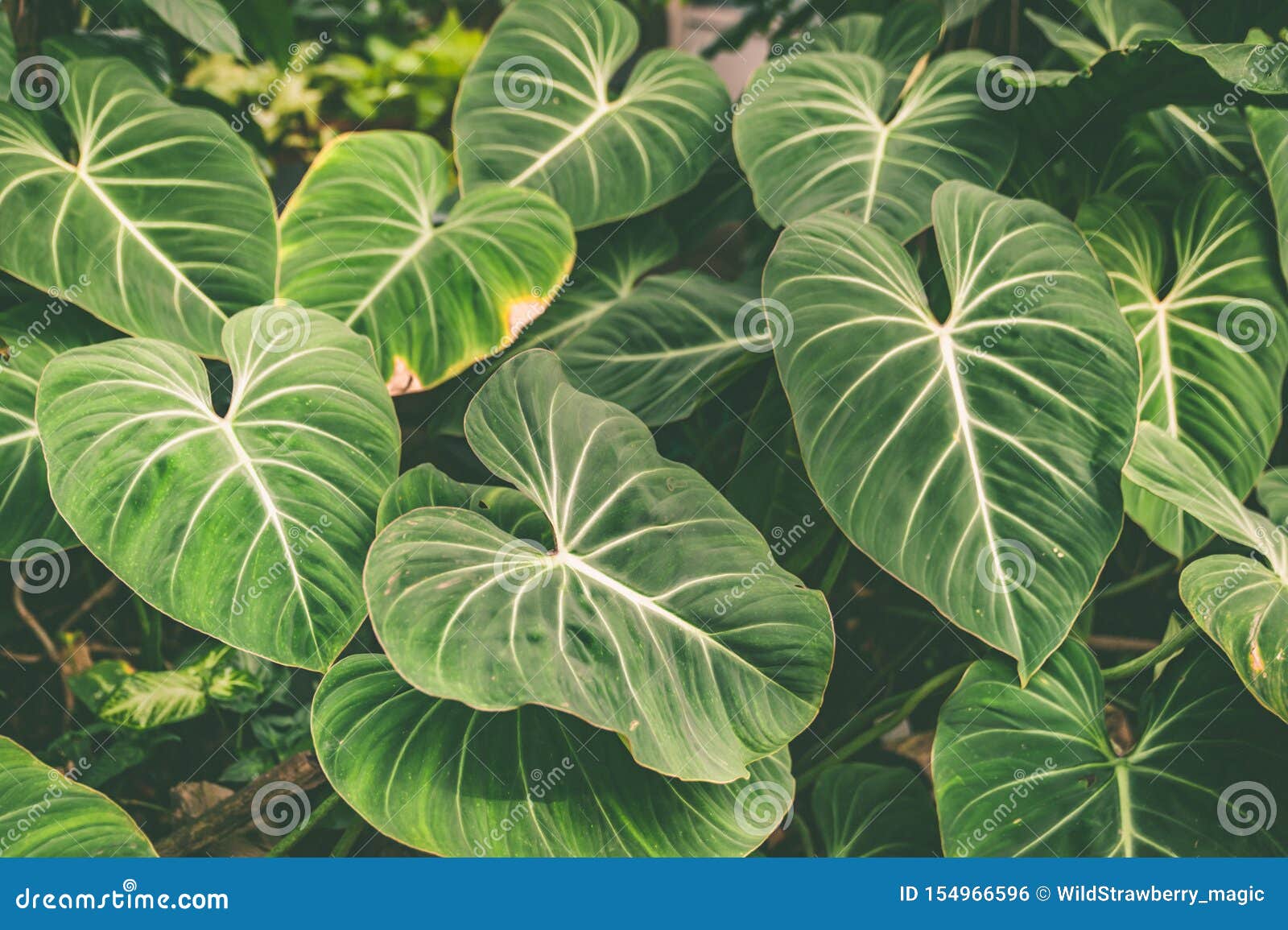 Green Tropical Leaves Background, Texture . Stylish Tinted Eco-friendly ...