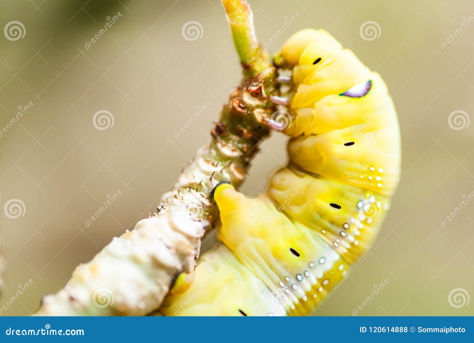 A Large Green Worm on the Tree Stock Photo - Image of pathology, leaf ...