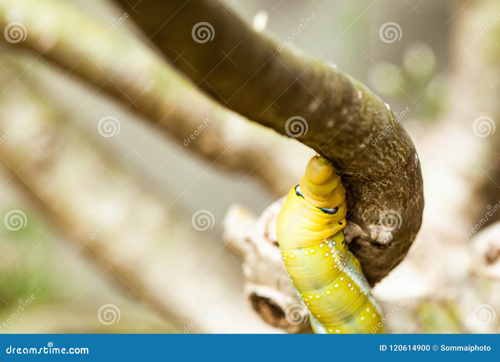 A Large Green Worm on the Tree Stock Photo - Image of concept, tree ...