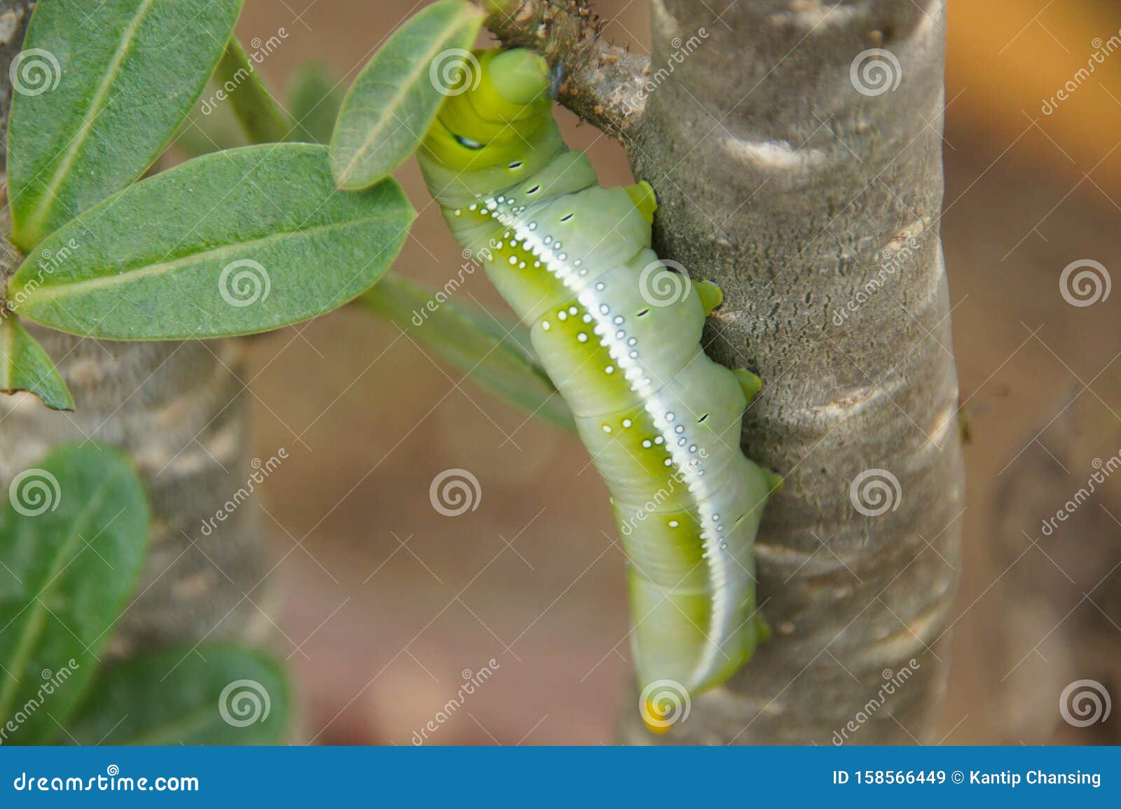 A Large Green Worm on a Tree Stock Image - Image of green, large: 158566449