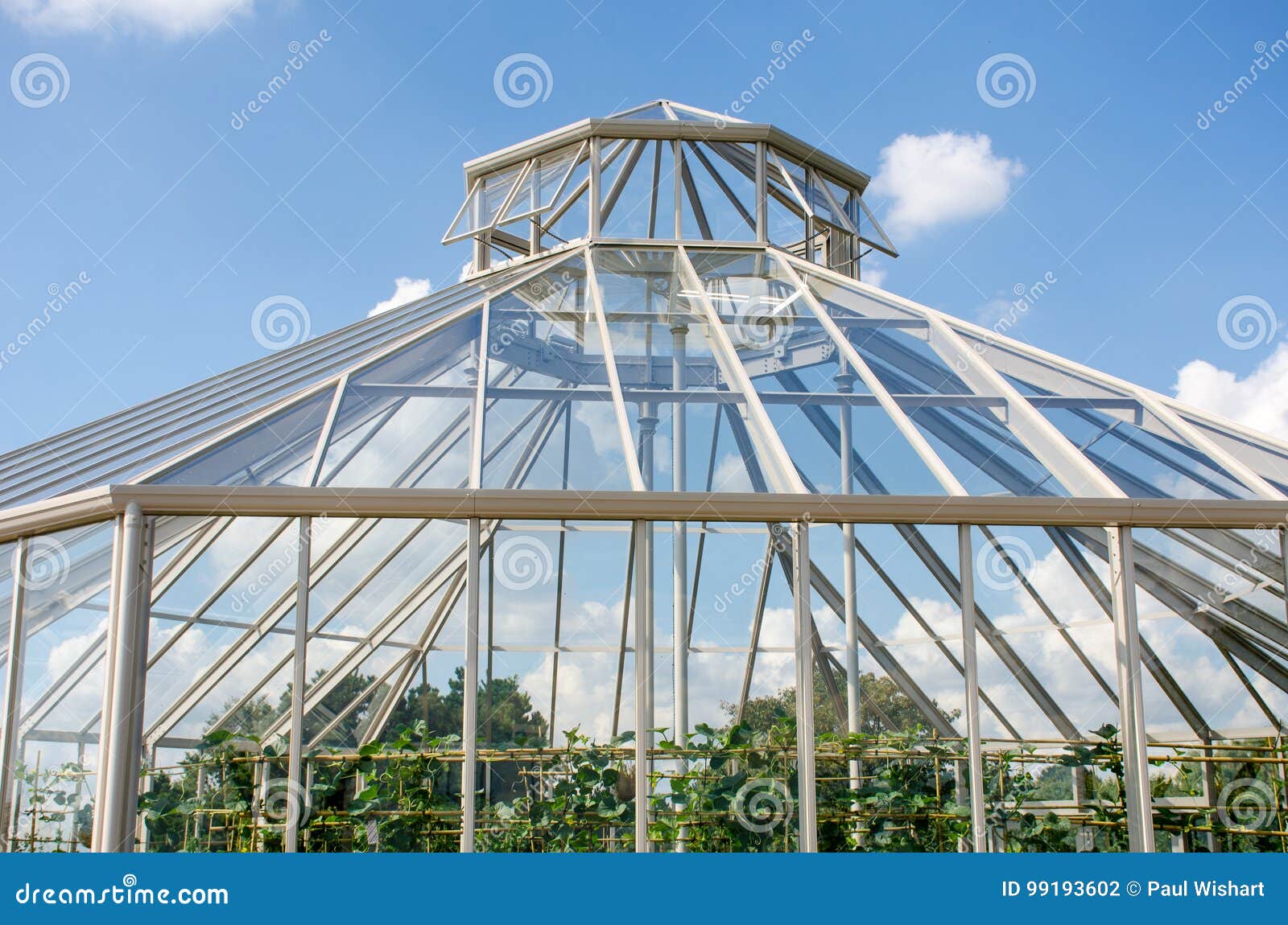 Large Greenhouse with Vegetables Growing Stock Photo - Image of ...