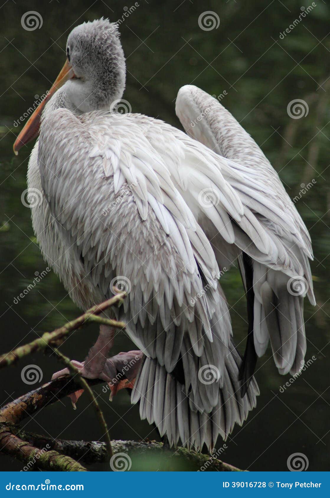 Large grey bird stock photo. Image of flight, strength - 39016728