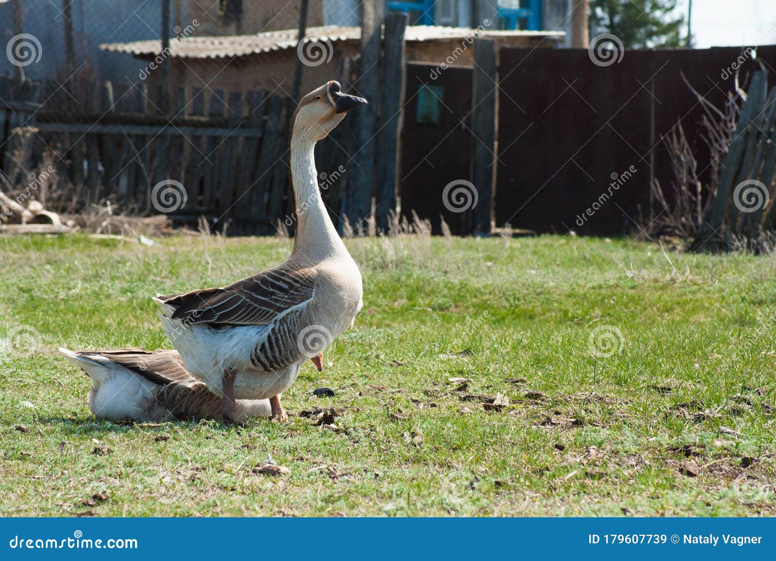 A large grey goose stock image. Image of shorebird, lake - 179607739