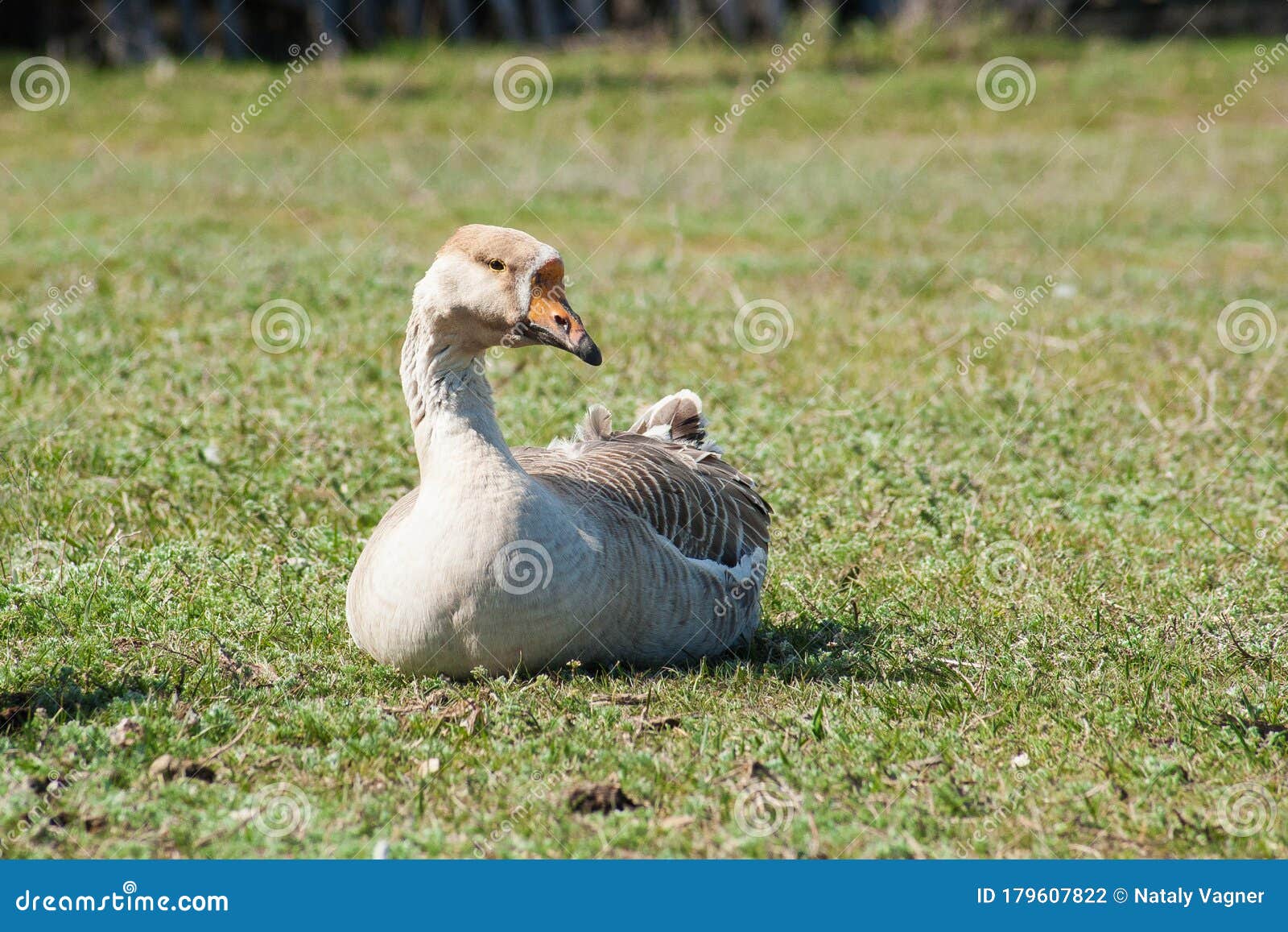 A large grey goose stock photo. Image of birds, gander - 179607822
