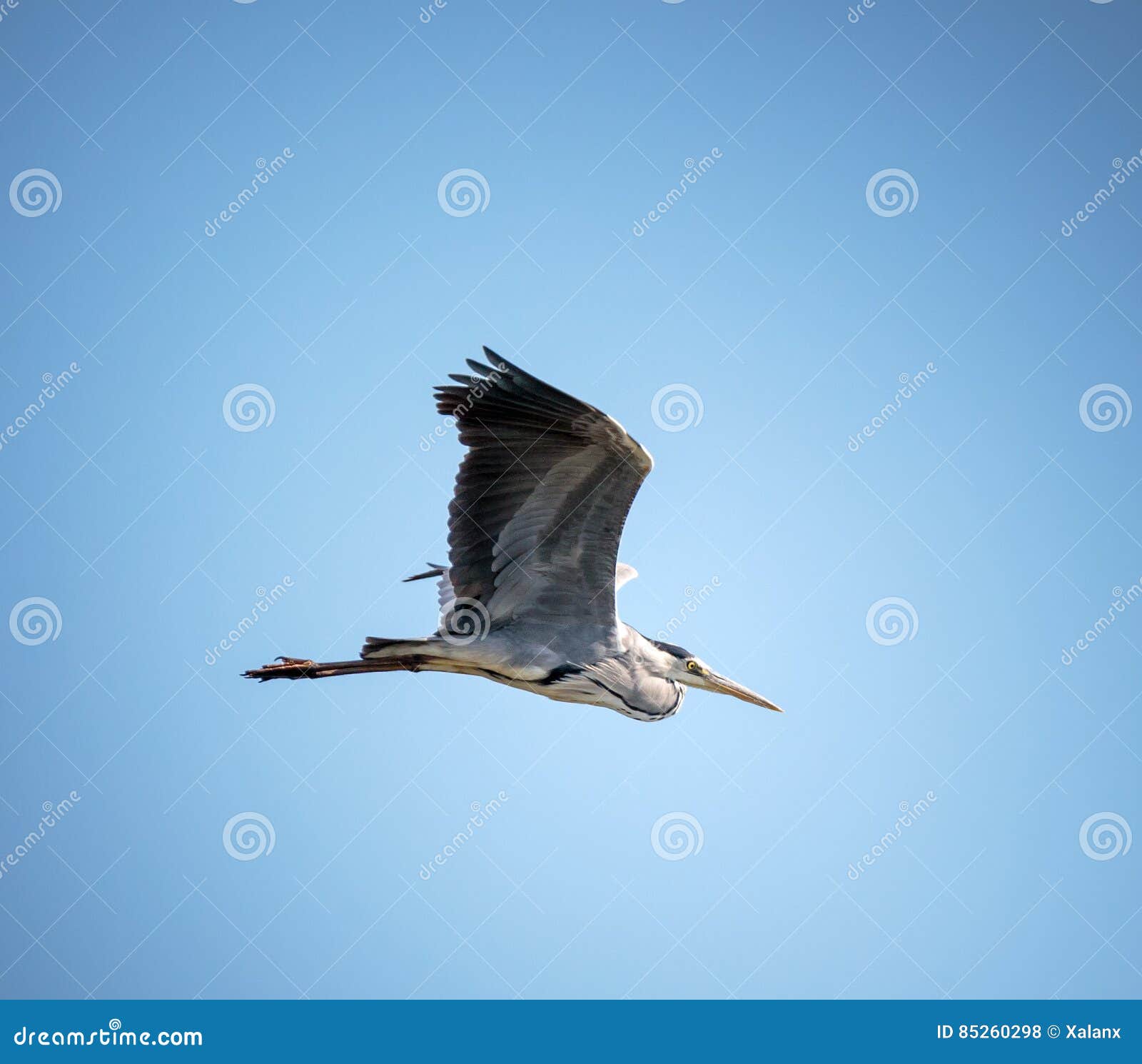 Grey heron in flight stock photo. Image of natural, cinerea - 85260298