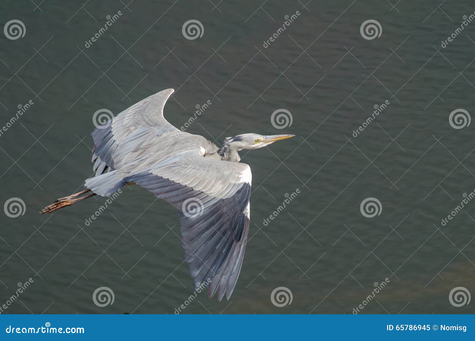 Large Grey Heron in flight stock image. Image of reserve - 65786945