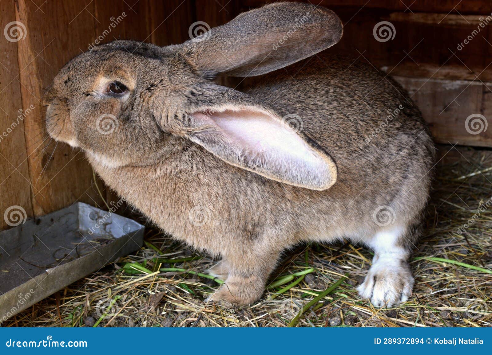Large Grey Rabbit with Long Ears Stock Photo - Image of background ...