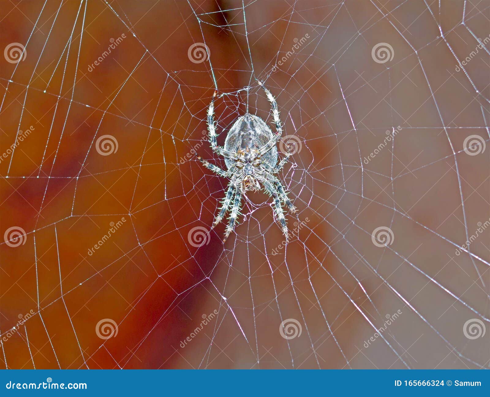 A large grey spider stock photo. Image of cobweb, forest - 165666324
