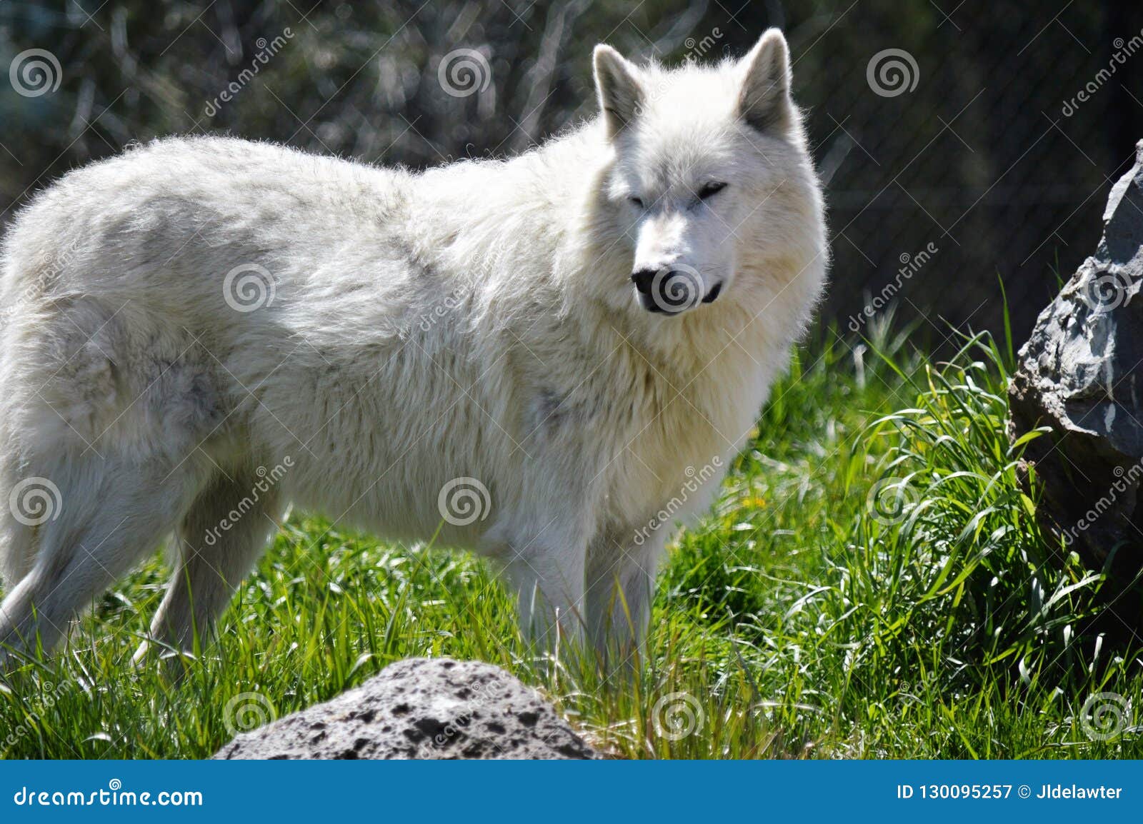 Grey wolf stock image. Image of nature, beautiful, desert - 130095257