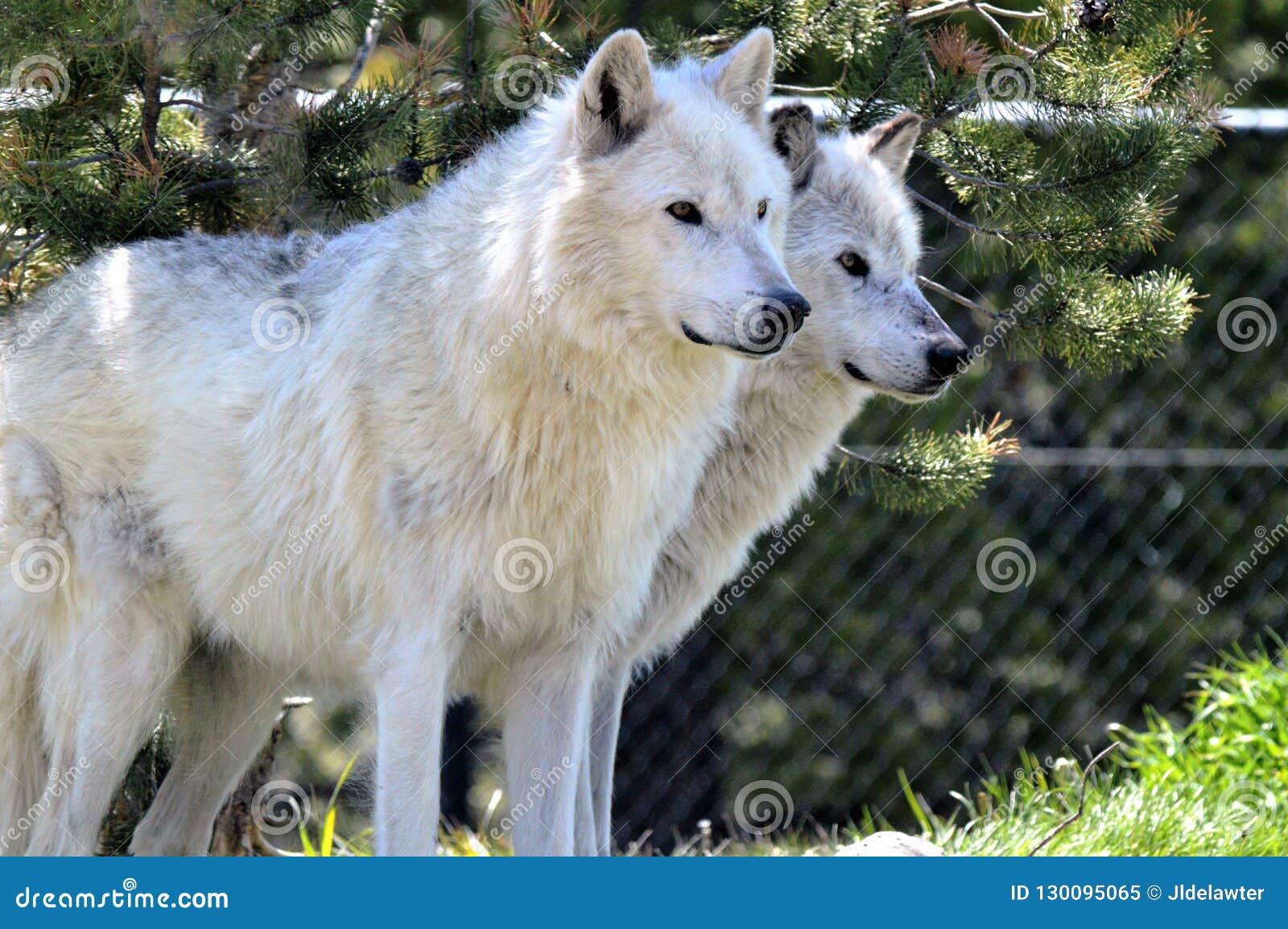 Grey wolfs stock image. Image of national, colors, wolf - 130095065