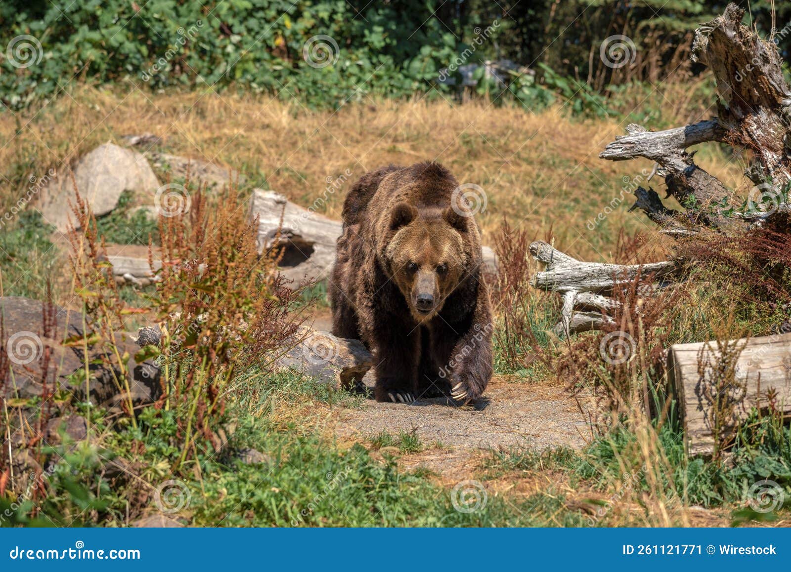 Large Grizzly Bear Coming Towards in the Forest. Stock Image - Image of ...