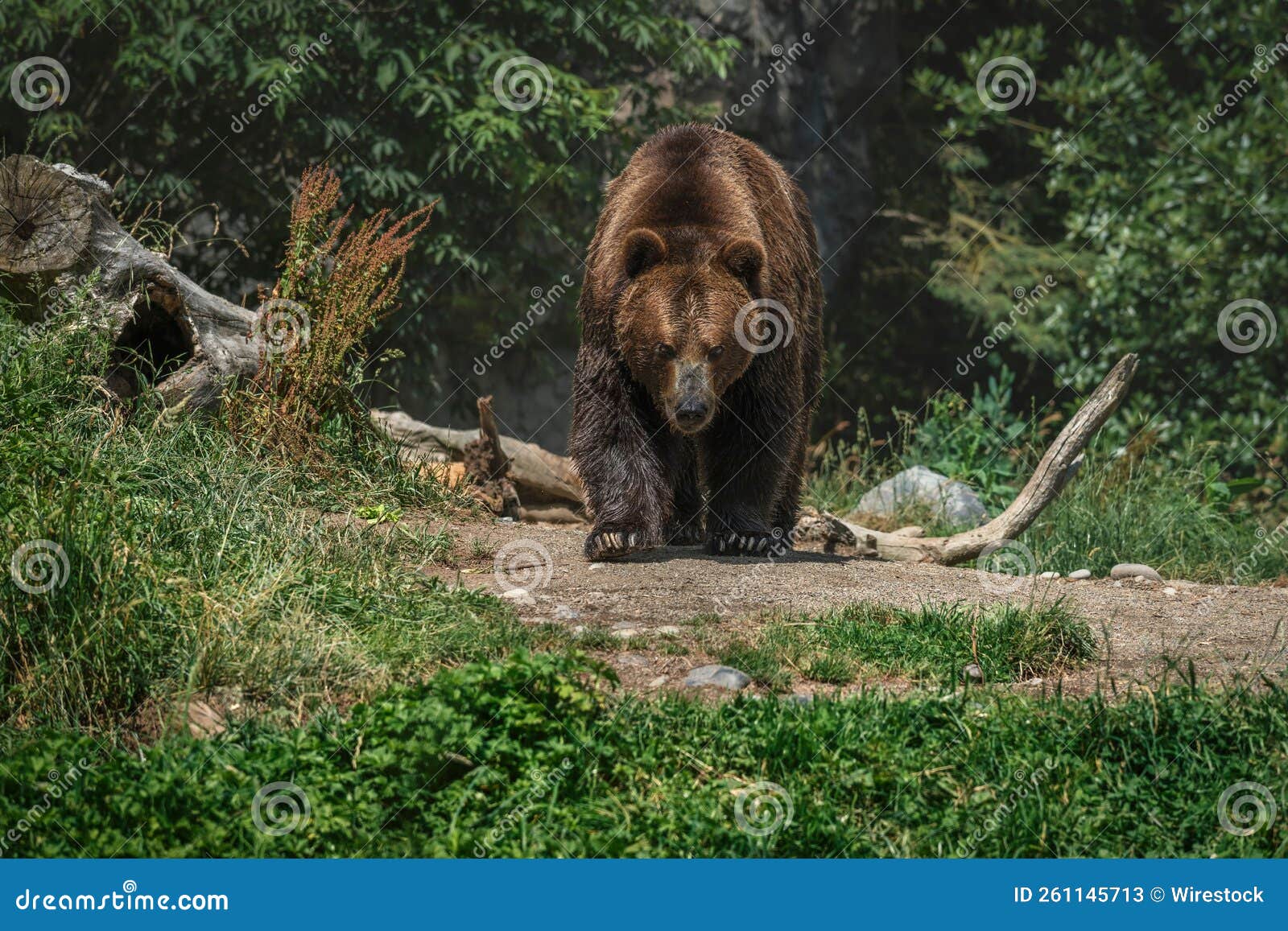 Large Grizzly Bear Walking on a Path with Trees in the Background Stock ...