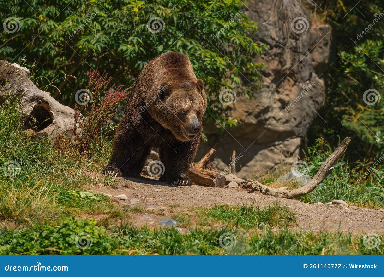 Large Grizzly Bear Walking on a Path with Trees in the Background Stock ...