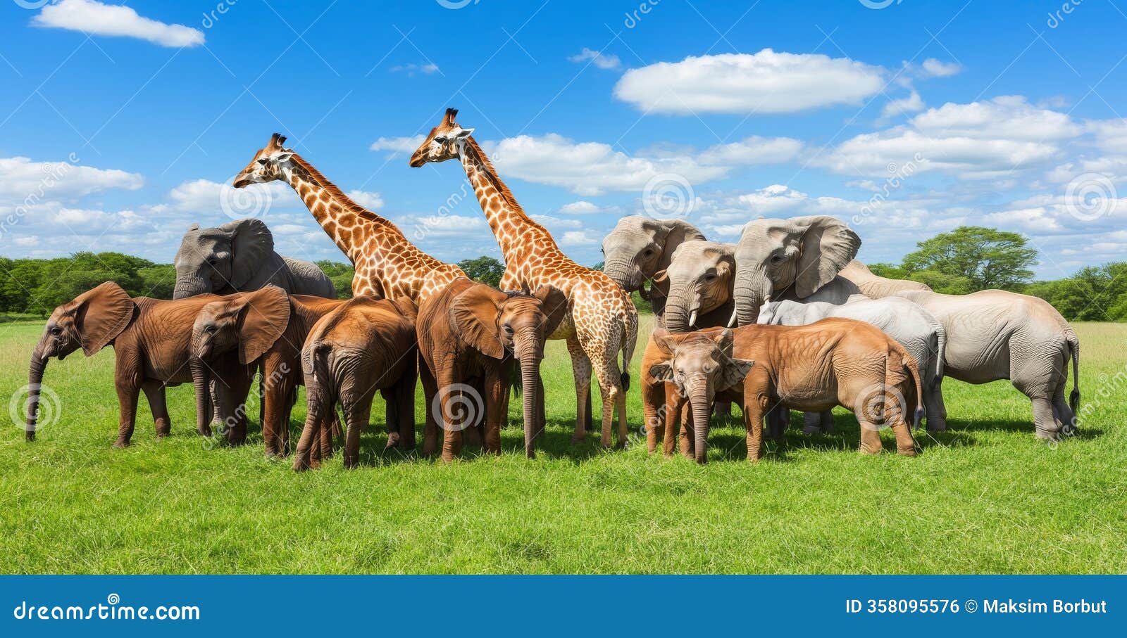 A Large Group of African Safari Animals Gathered on the Ground Stock ...