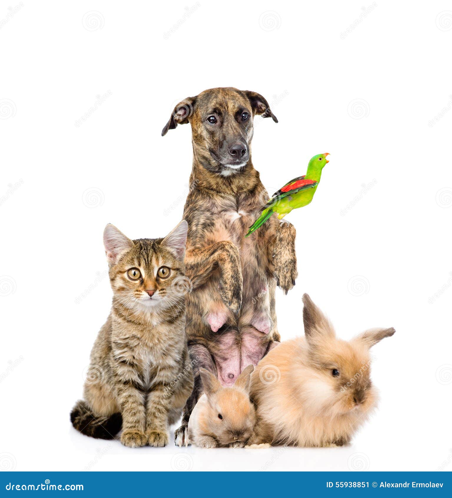 Large Group of Animals Posing. Isolated on White Background Stock Image ...